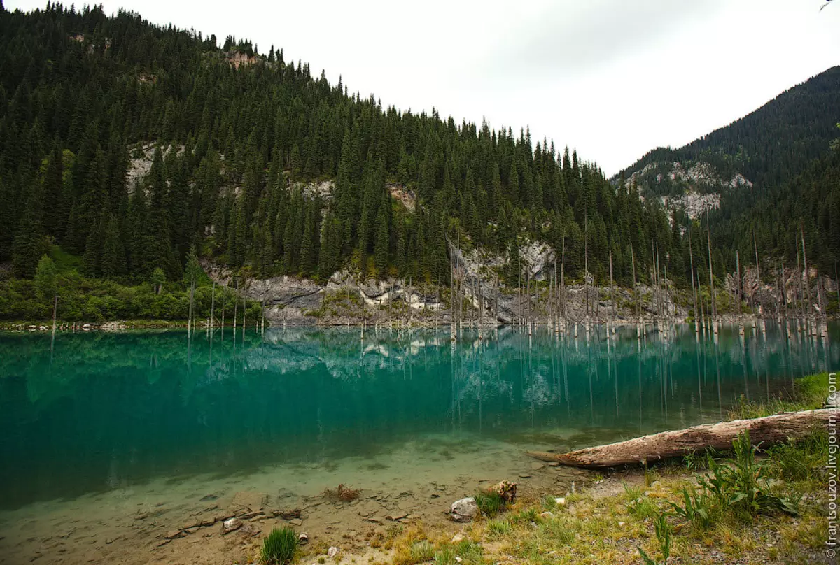 Lac Cains: Forêt noyée 9928_3