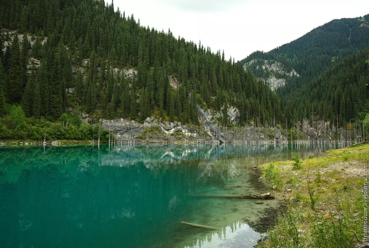 Lac Cains: Forêt noyée 9928_9