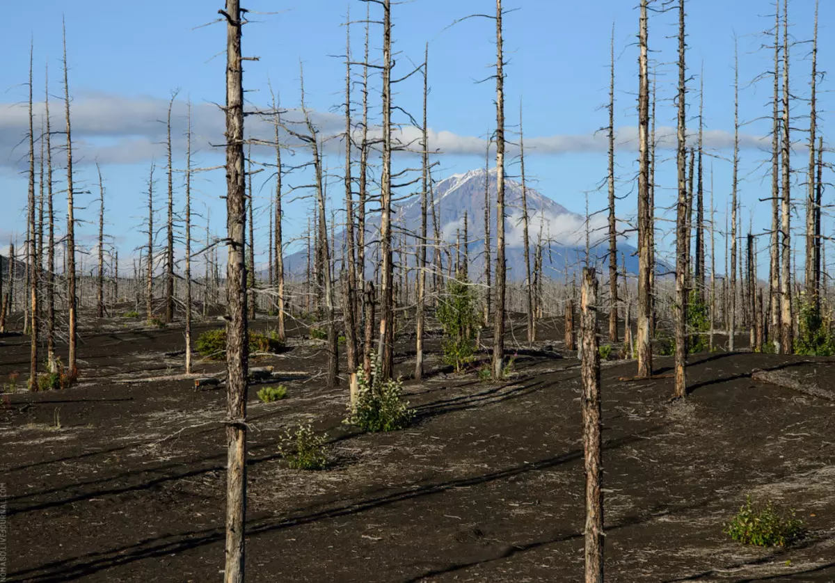 Perjalanan Kamchatka gedé 9958_15