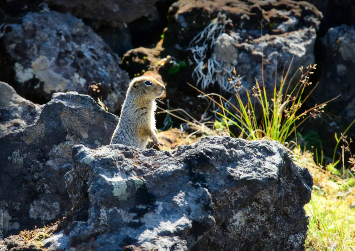 การเดินทาง Kamchatka ใหญ่ 9958_19