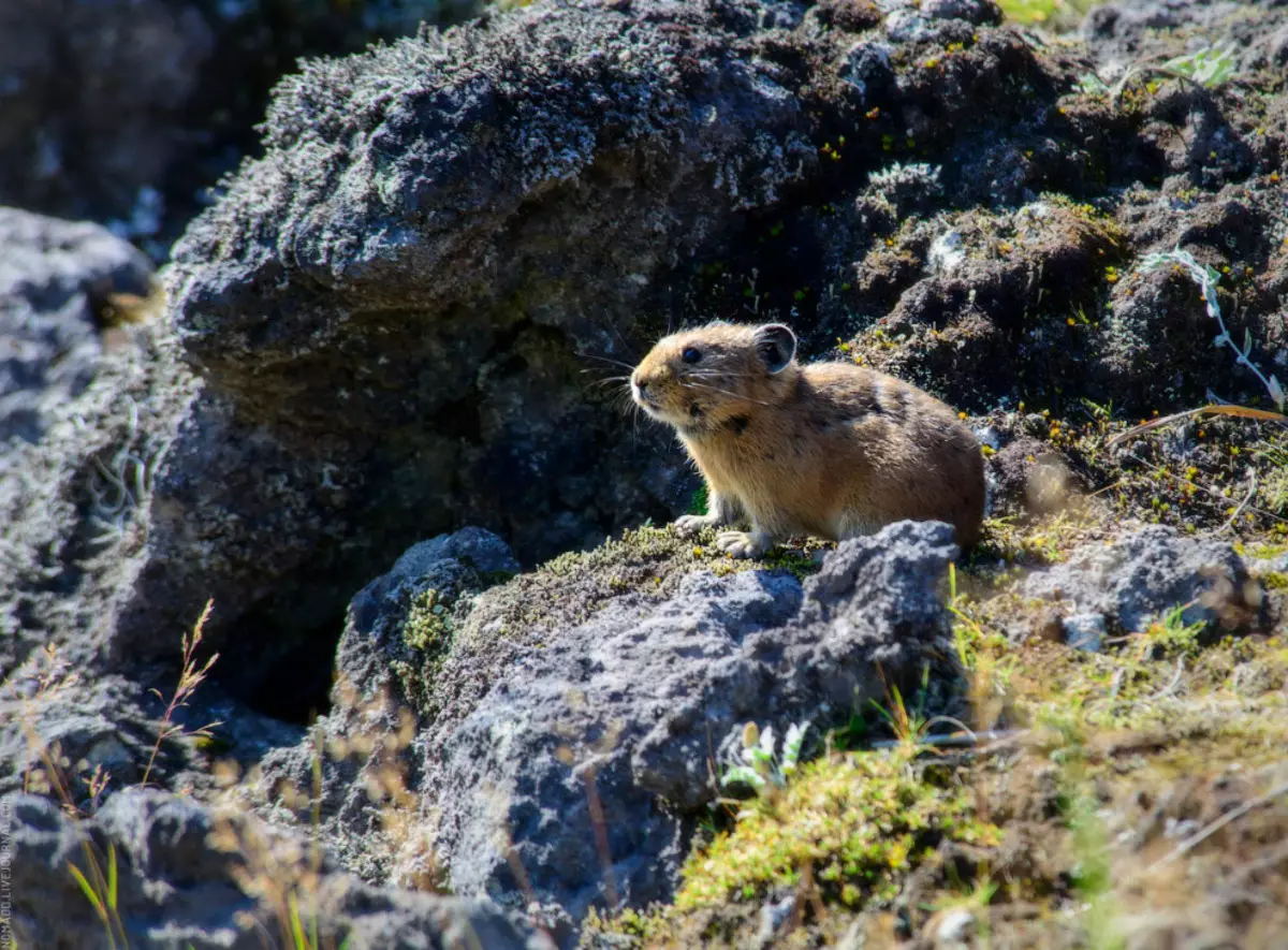 Perjalanan Kamchatka gedé 9958_20