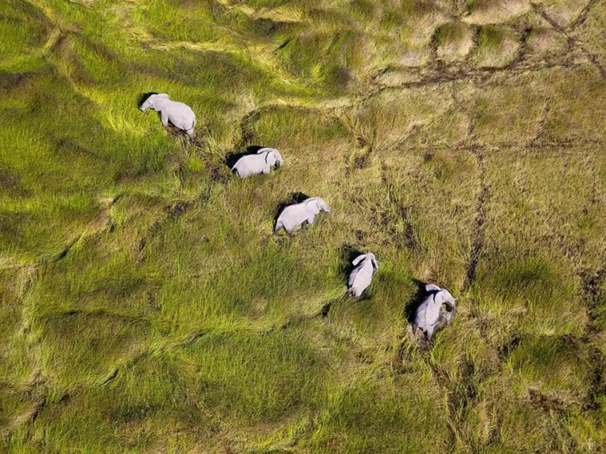 Zithunzi zabwino kuchokera ku National Geographic June 2016 10025_2