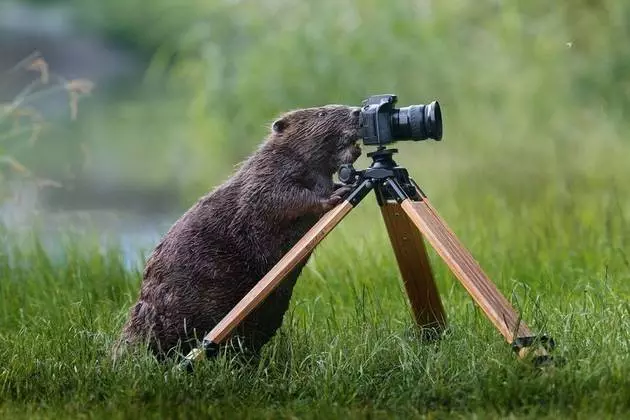 Beaver fotograaf en ander diere Leopold Kanselier (Leopold Kanzler) 10055_1