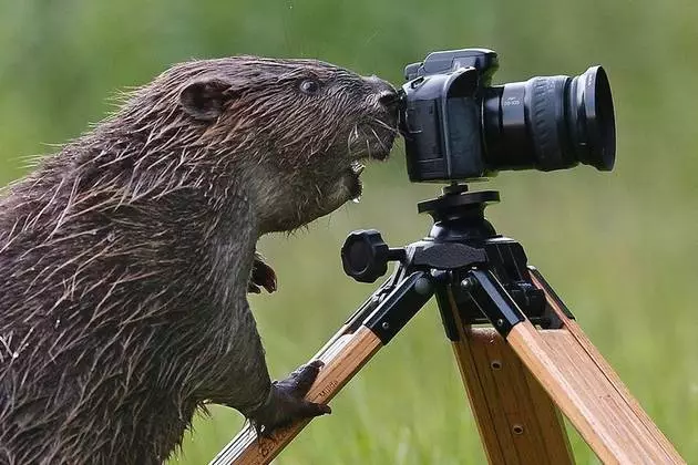 Beaver fotograaf en ander diere Leopold Kanselier (Leopold Kanzler) 10055_3