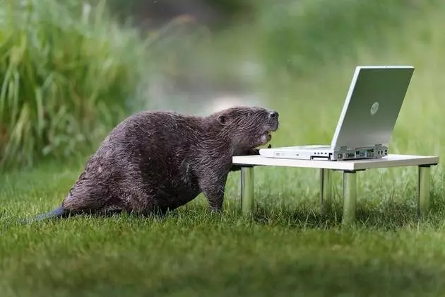 Beaver fotograaf en ander diere Leopold Kanselier (Leopold Kanzler) 10055_4