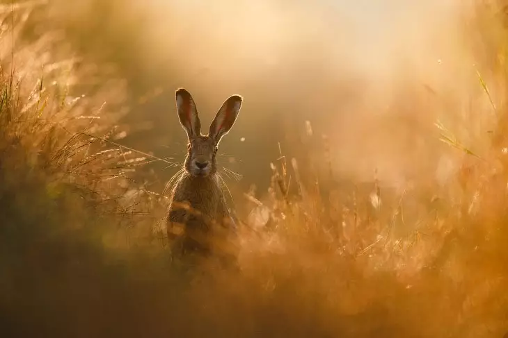 Natureza da competencia dos animais