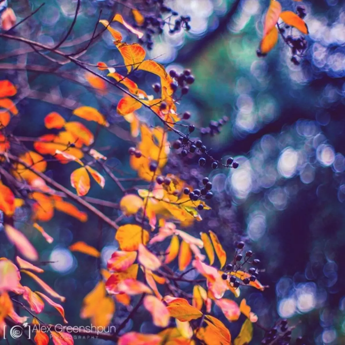 Respirační podzim ve fotkách Alex Greenspun (Alex Greenshpun)