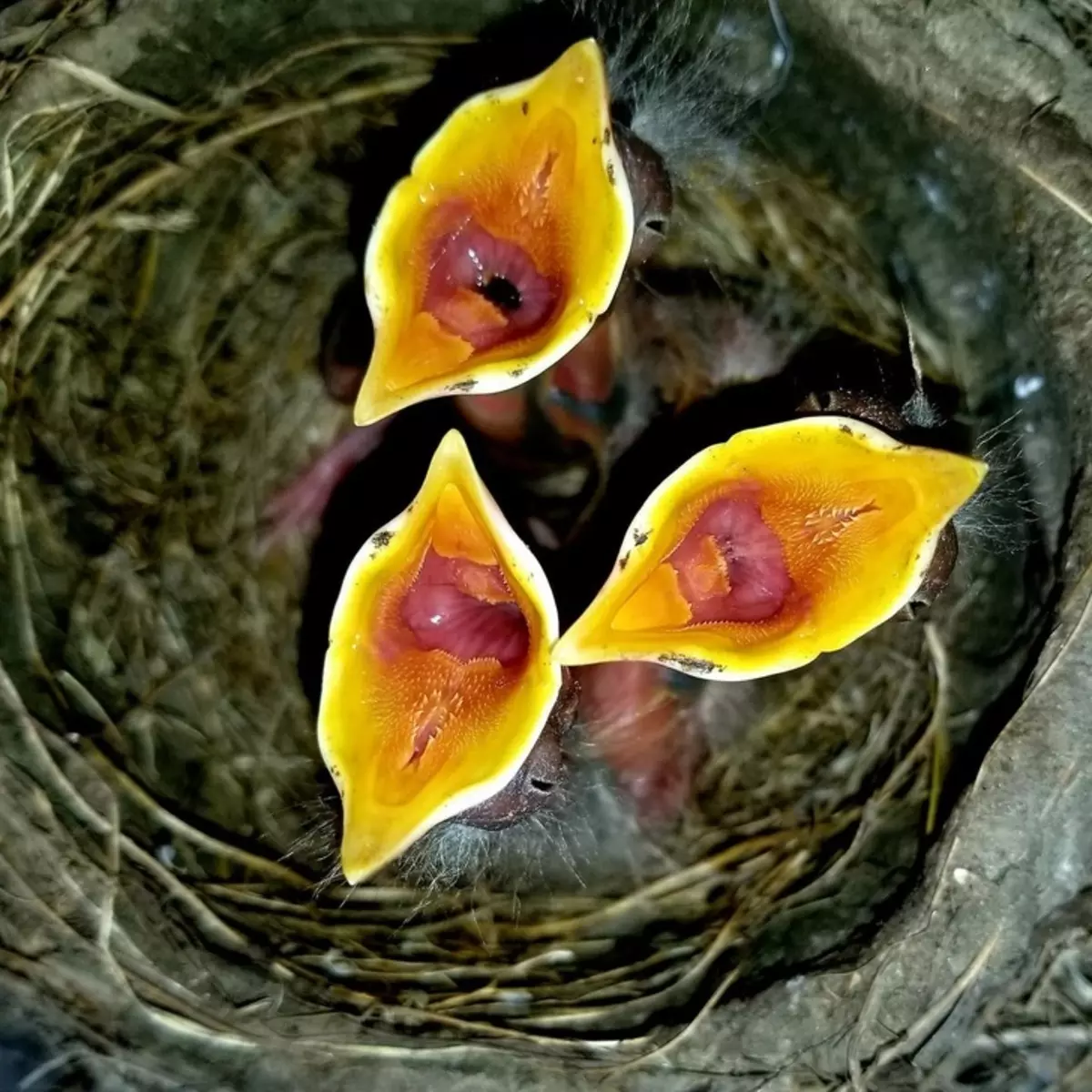 Bèl foto ki ra foto ankadreman dèyè ankadreman fotograf dyaman otè a