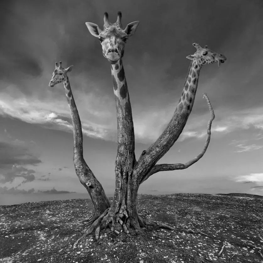 Foto incomum da manipulação de Dariusha Klimchak (Dariusz Klimczak) 10133_9