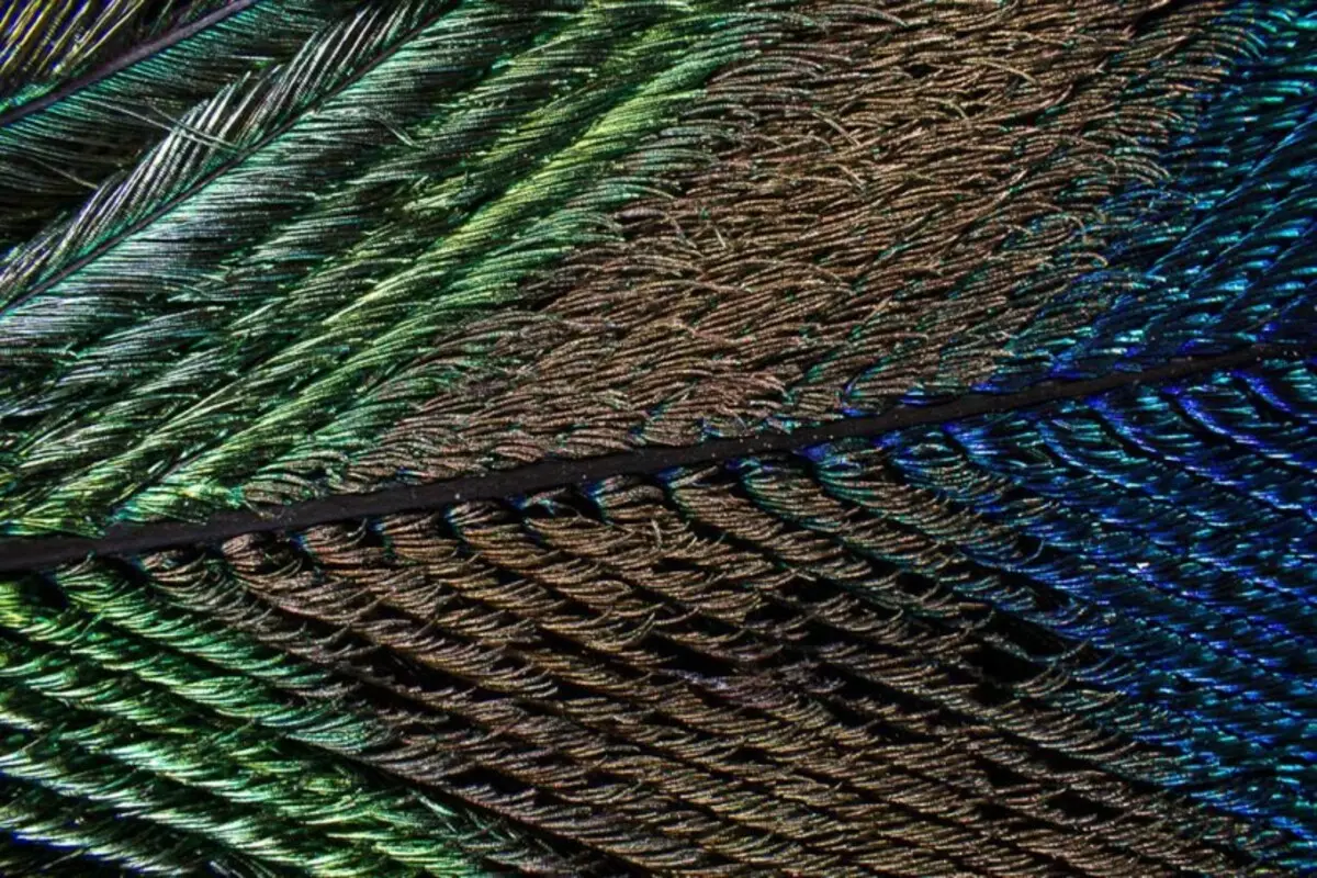 Makalipay nga Macrofoto Peacock Feathers gikan sa Valdo Nella (Waldo Nell) 10135_5