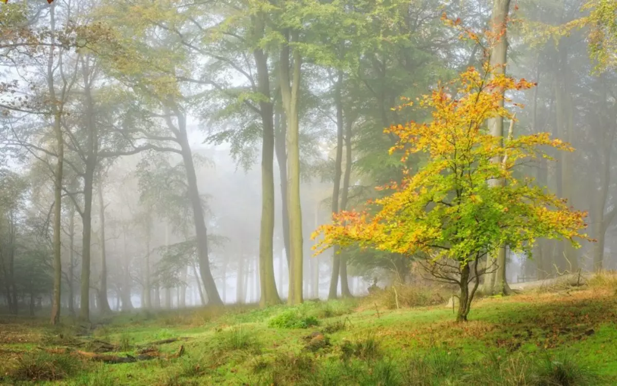 Fantastiche foto della foresta nebbiosa di James Mills (James Mills) 10151_17