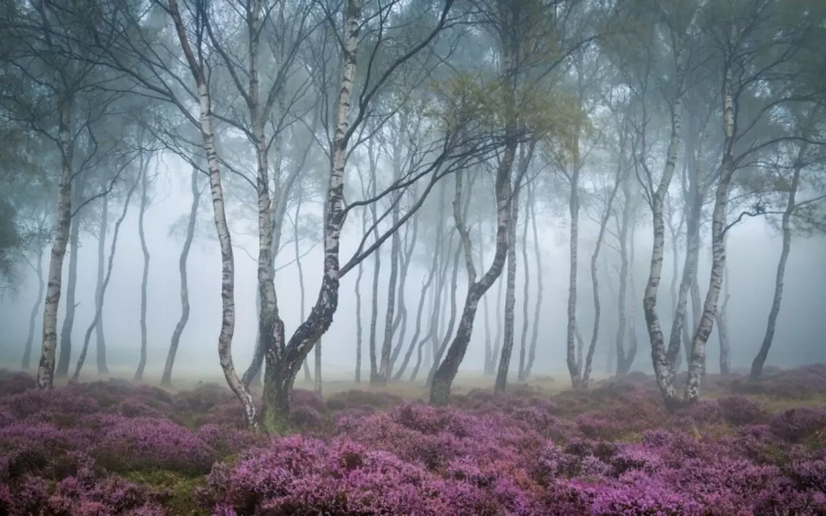 Fantastiche foto della foresta nebbiosa di James Mills (James Mills) 10151_19