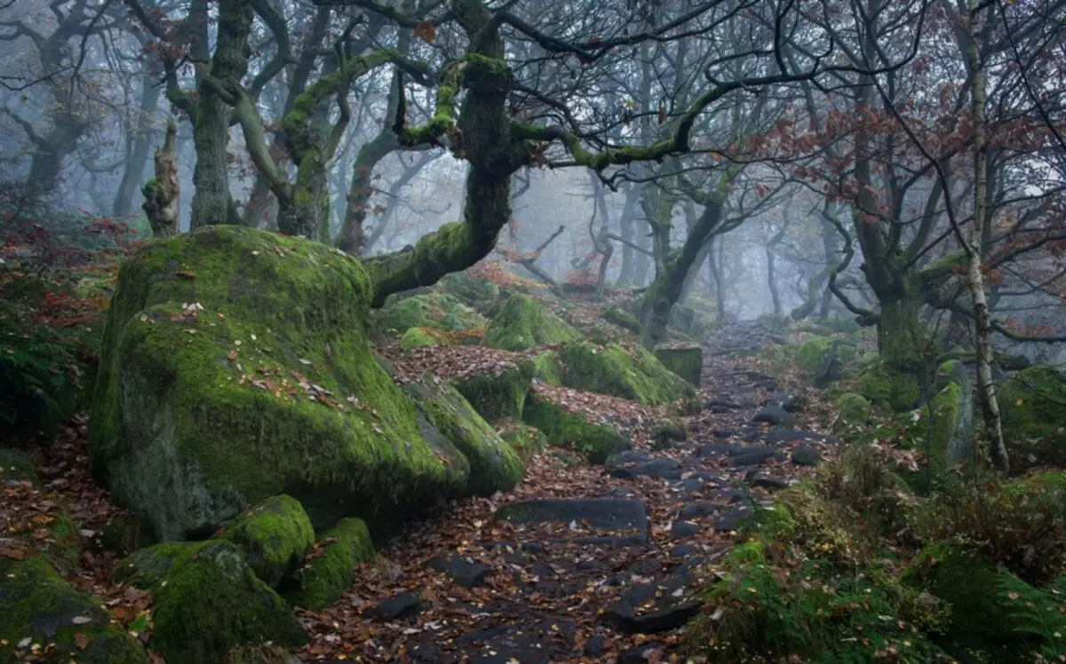 Fantastiche foto della foresta nebbiosa di James Mills (James Mills) 10151_6