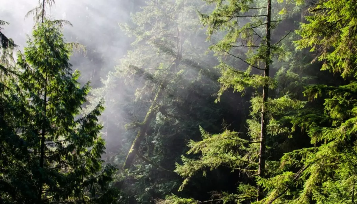 Jalan di jantung hutan ... jembatan suspensi Lynn Canyon dalam lensa;) 10214_8