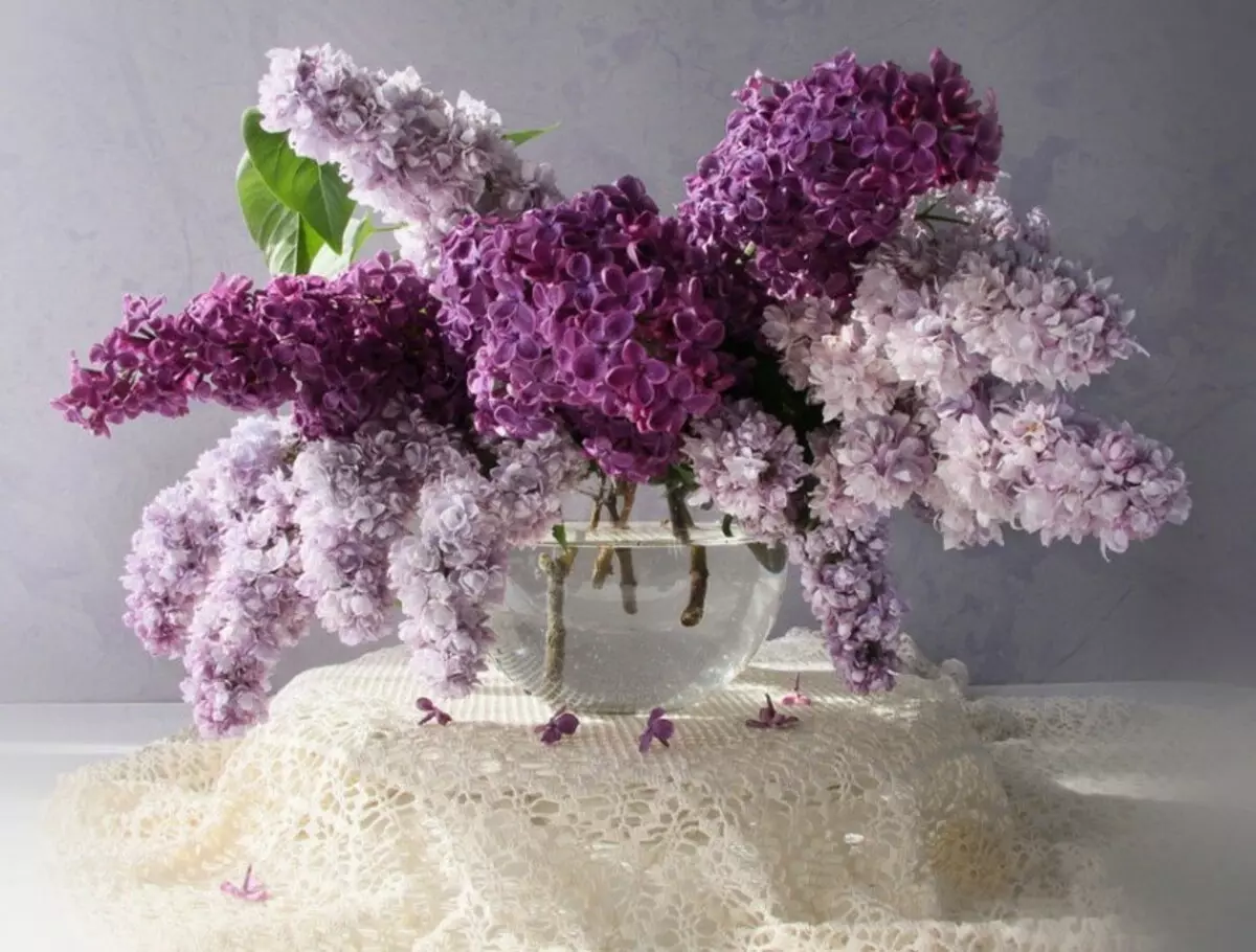 خلق و خوی Lilac؛) مجموعه ای از زندگی هنوز هم 10254_12