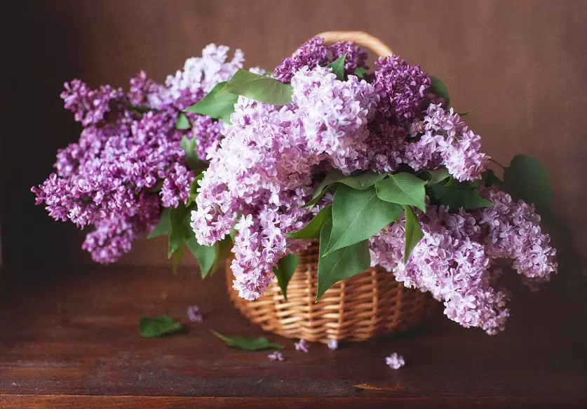 خلق و خوی Lilac؛) مجموعه ای از زندگی هنوز هم 10254_13