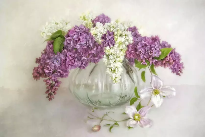 خلق و خوی Lilac؛) مجموعه ای از زندگی هنوز هم 10254_14