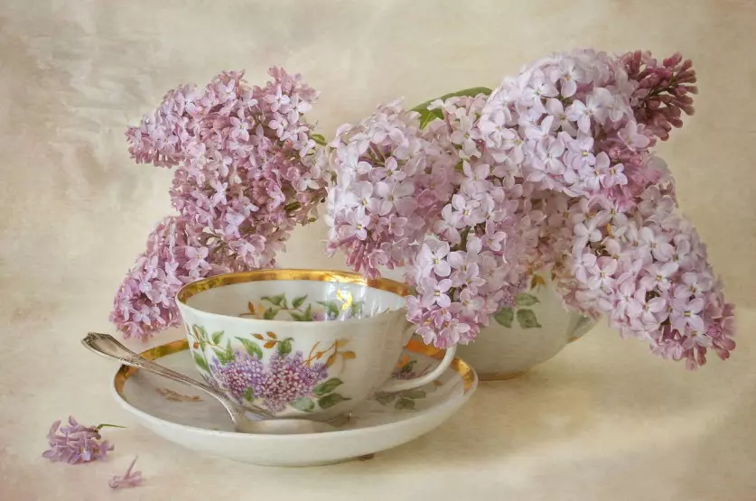 خلق و خوی Lilac؛) مجموعه ای از زندگی هنوز هم 10254_16