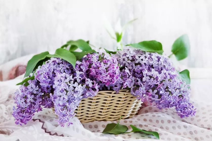 خلق و خوی Lilac؛) مجموعه ای از زندگی هنوز هم 10254_6