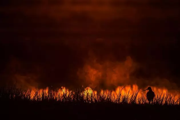 Pemenang fotografer kompetisi Nature Europan tahun 2016 10274_10