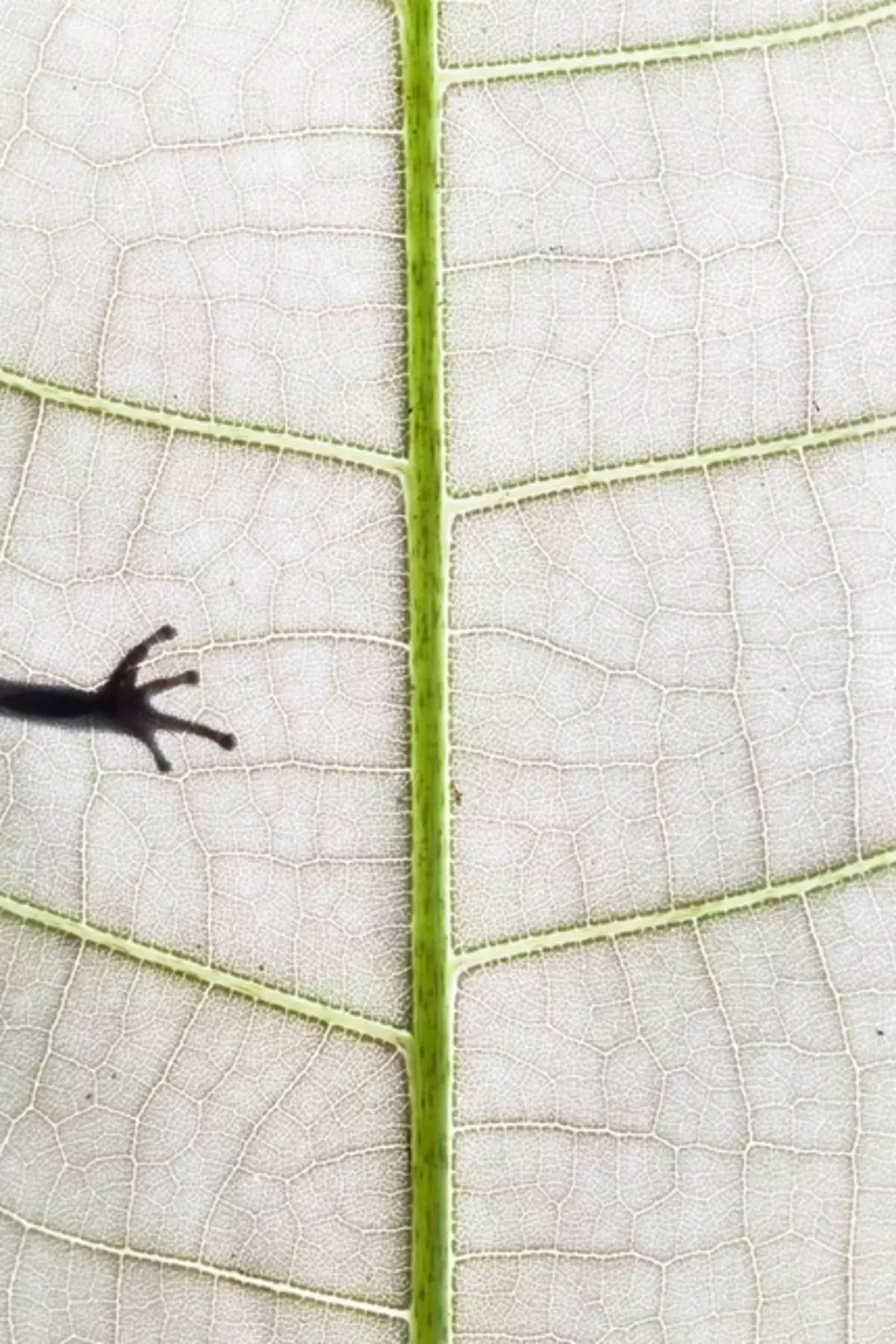 Sigurvegarar Europan Nature Competition Ljósmyndari ársins 2016 10274_6