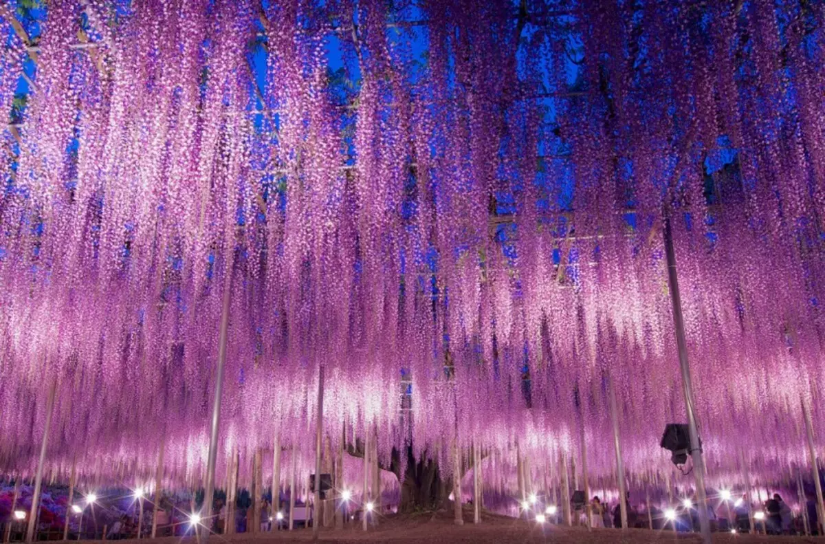 Onder ongelooflike skoonheid, die blomboog ... 150-jarige Wisteria 10280_10