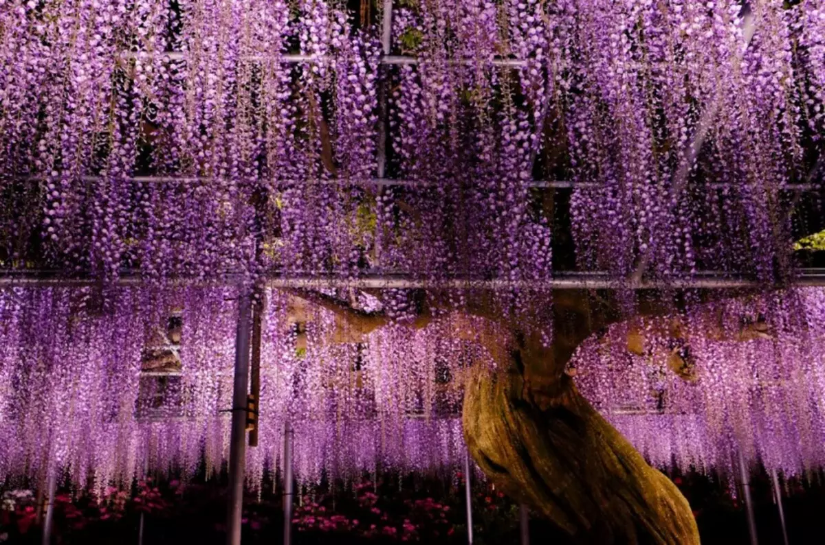 素晴らしい美しさの下、開花アーチ... 150歳の藤 10280_13