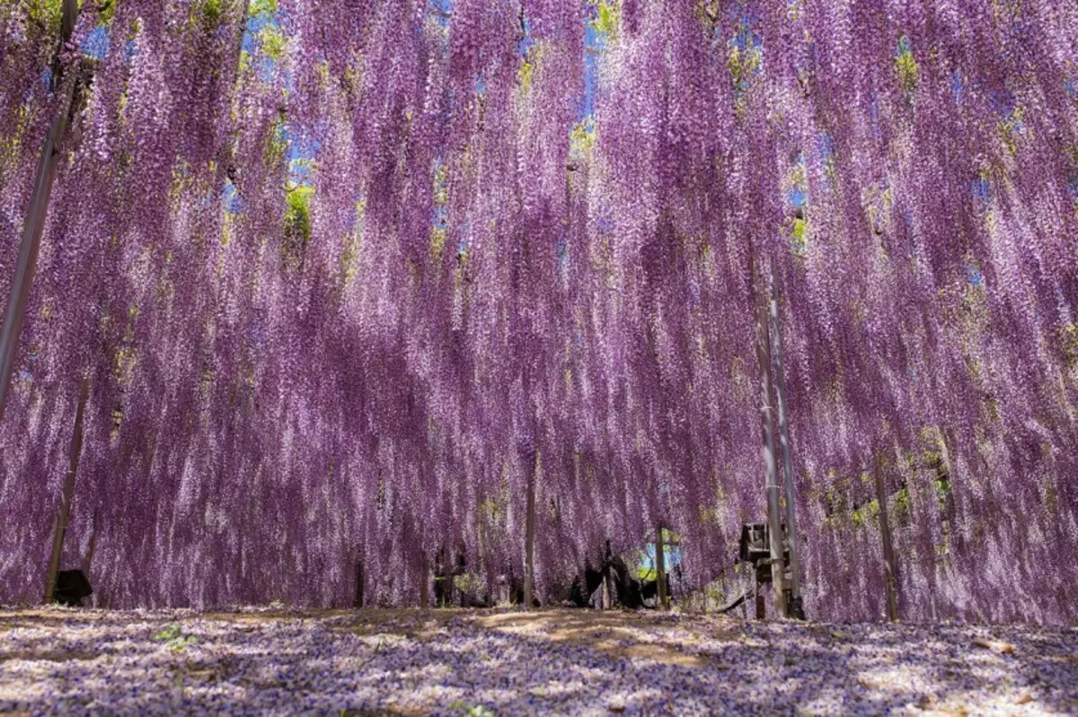 Under utrolig skønhed, blomstrende bue ... 150-årige Wisteria 10280_2