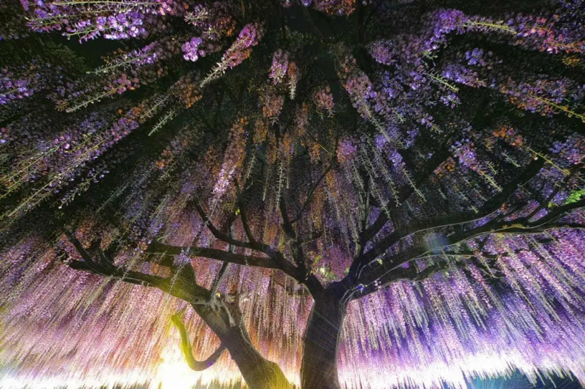 Under incredible beauty, the flowering arch ... 150-year-old Wisteria 10280_7