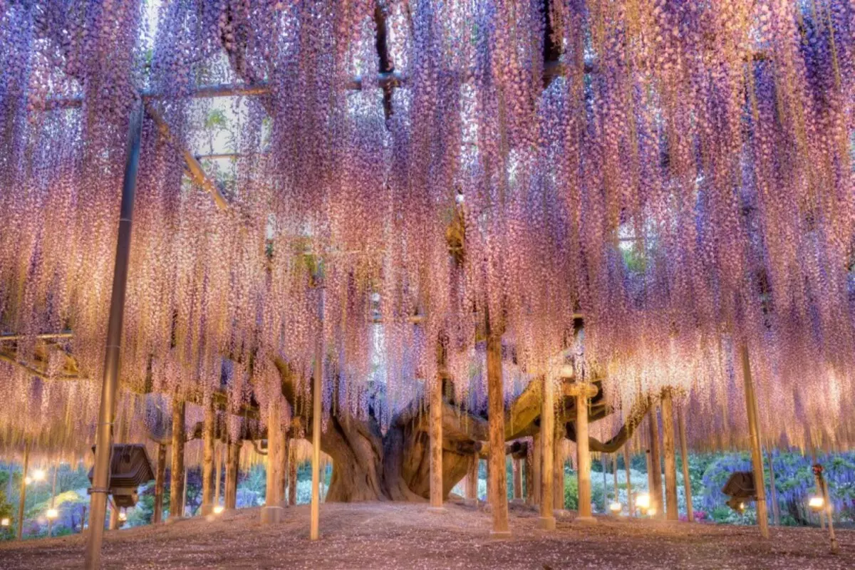 Under utrolig skønhed, blomstrende bue ... 150-årige Wisteria 10280_8