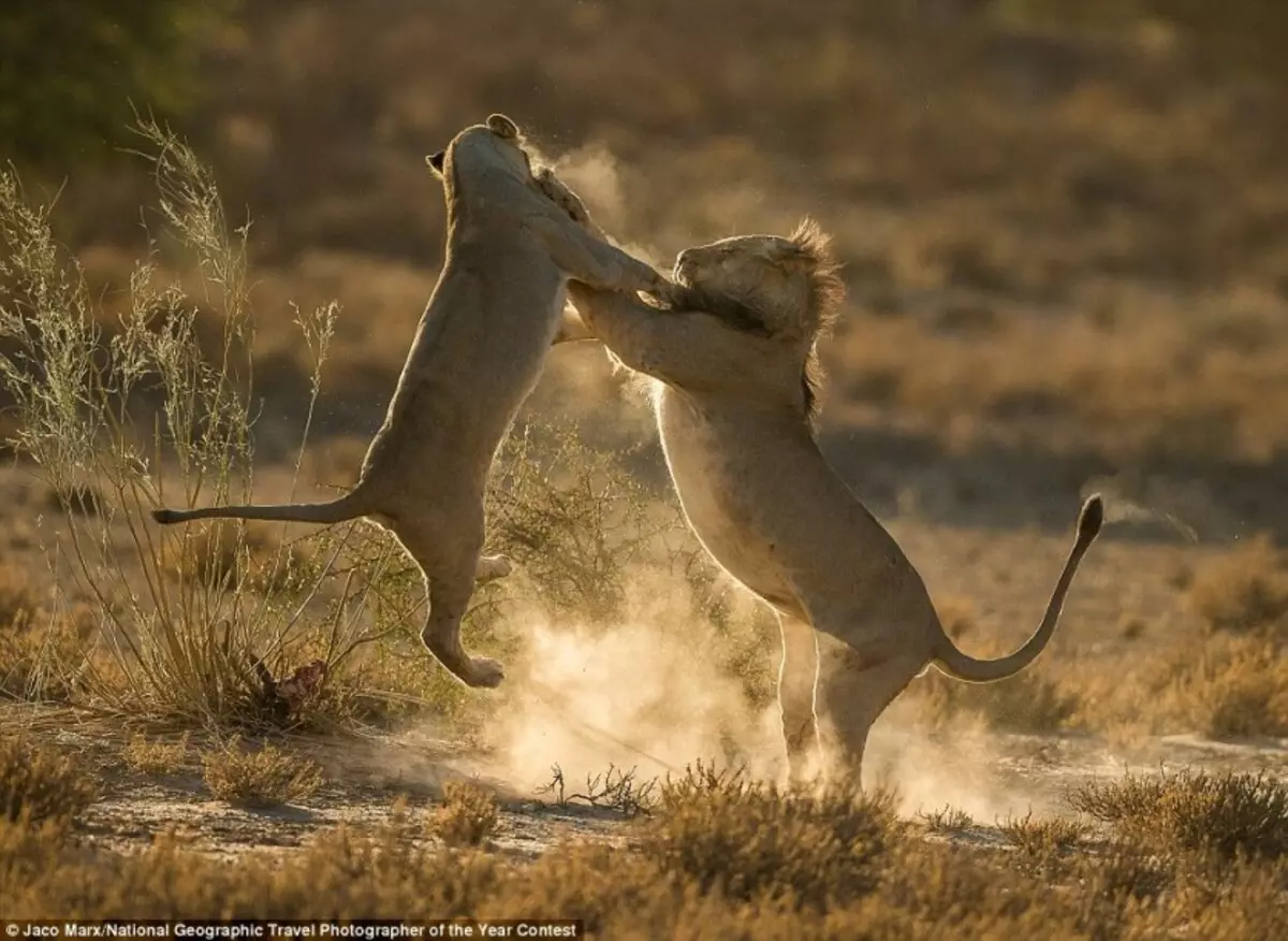 National Geographic Traphy Traphy Travel Photographer သည် 2016 ခုနှစ်ပြိုင်ပွဲ 0 င်ပြိုင်ပွဲအတွက် 2016 10286_7