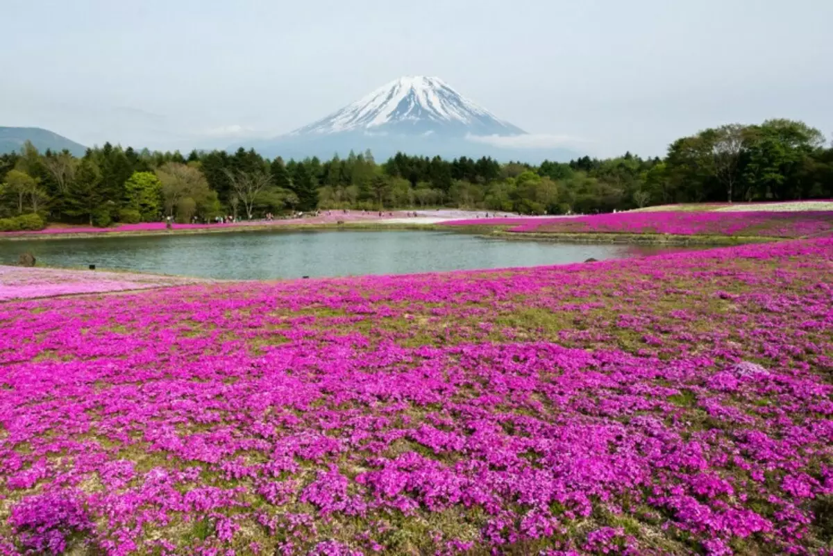 일본의 핑크 파라다이스 ... Phlox 10299_1