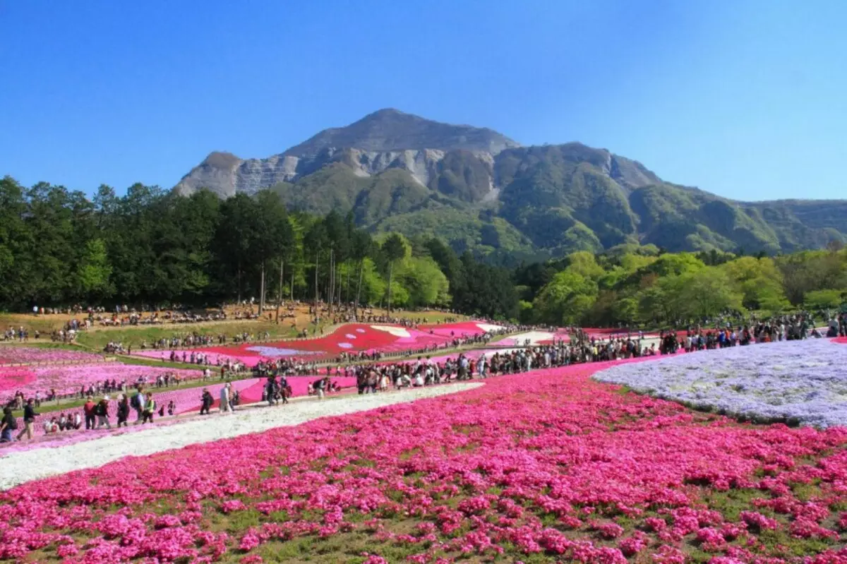 Rosa paradis av Japan ... Blommande Phlox 10299_2