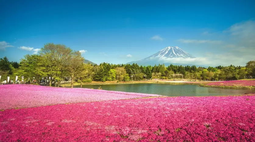 Rosa paradis av Japan ... Blommande Phlox 10299_3