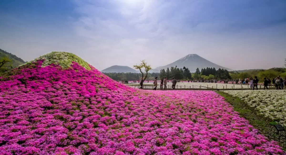 Iparadizo Yijimye Yubuyapani ... Blooming Phlox 10299_4