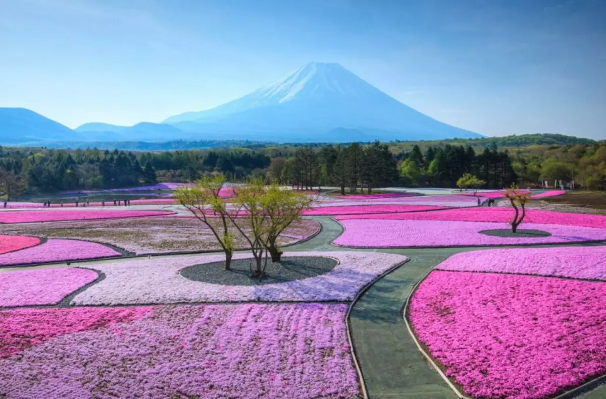 Rosa paradis av Japan ... Blommande Phlox 10299_5