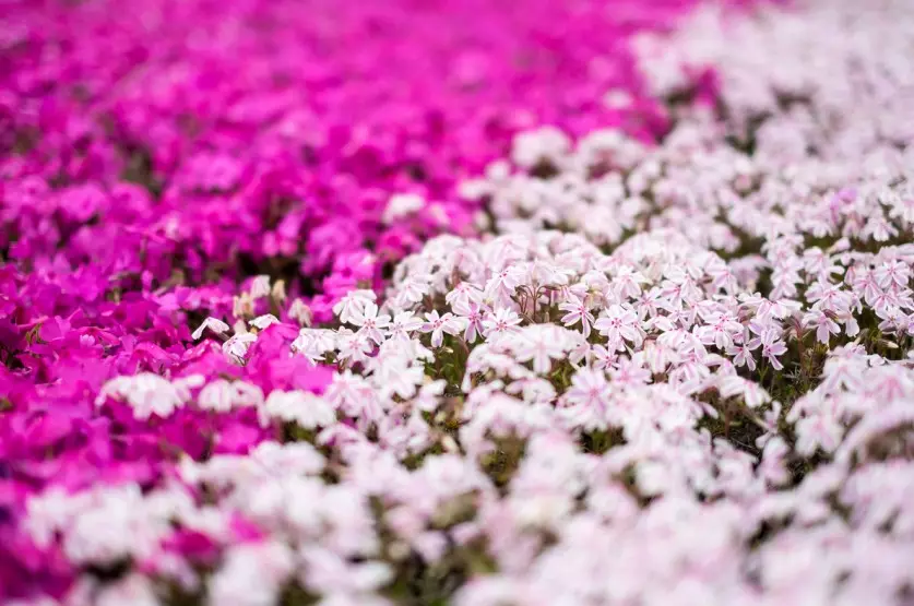 Swarga Pink Jepang ... Bloom Phlox 10299_6