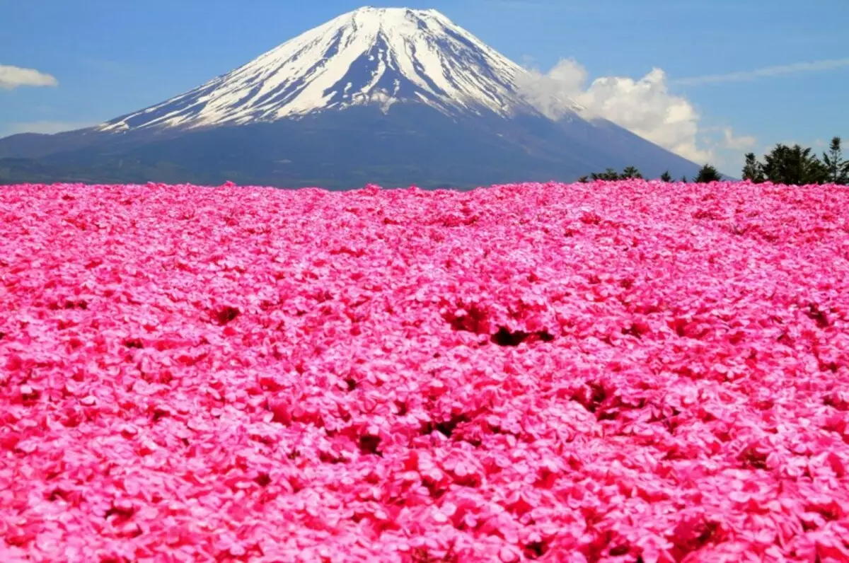 Iparadizo Yijimye Yubuyapani ... Blooming Phlox 10299_7