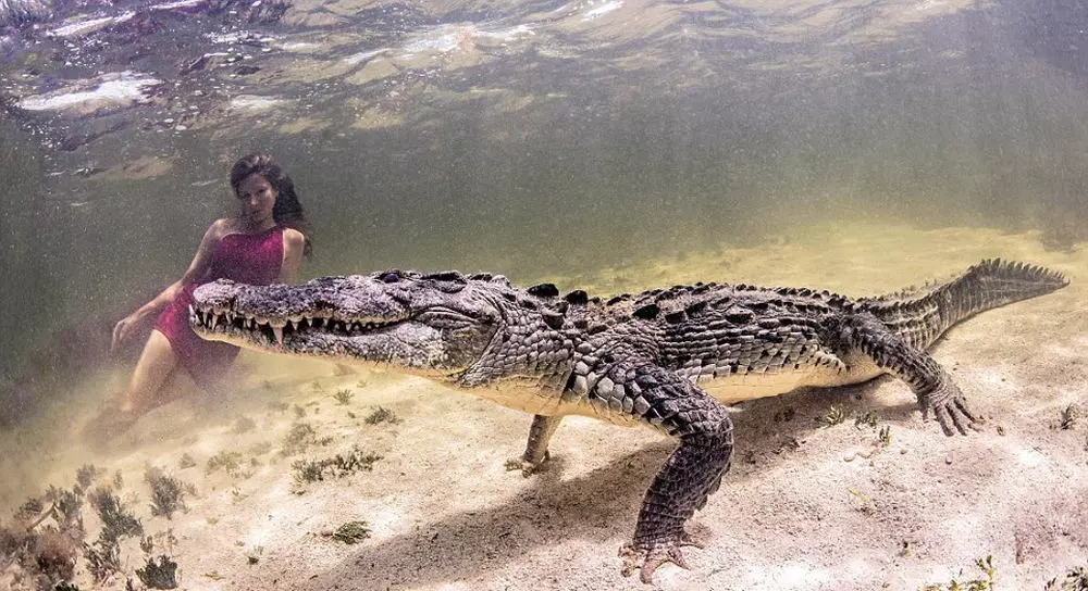 Sieviešu skaistums un dabas briesmas vienā fotoattēlā: zem ūdens ar krokodilu