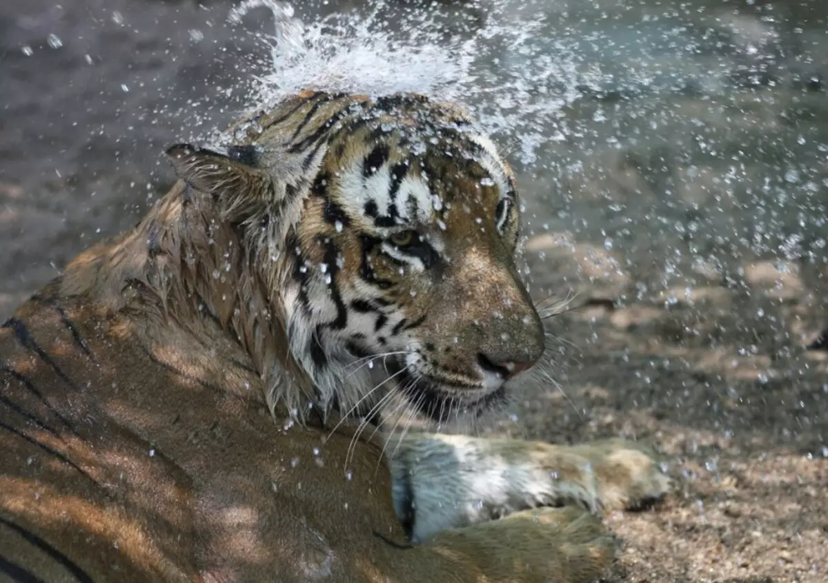 先週の写真家で撮影された魅力的な動物;） 10344_3