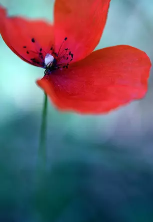 Nana Bondarevy Macro әлемінің сұлулығы 10400_2