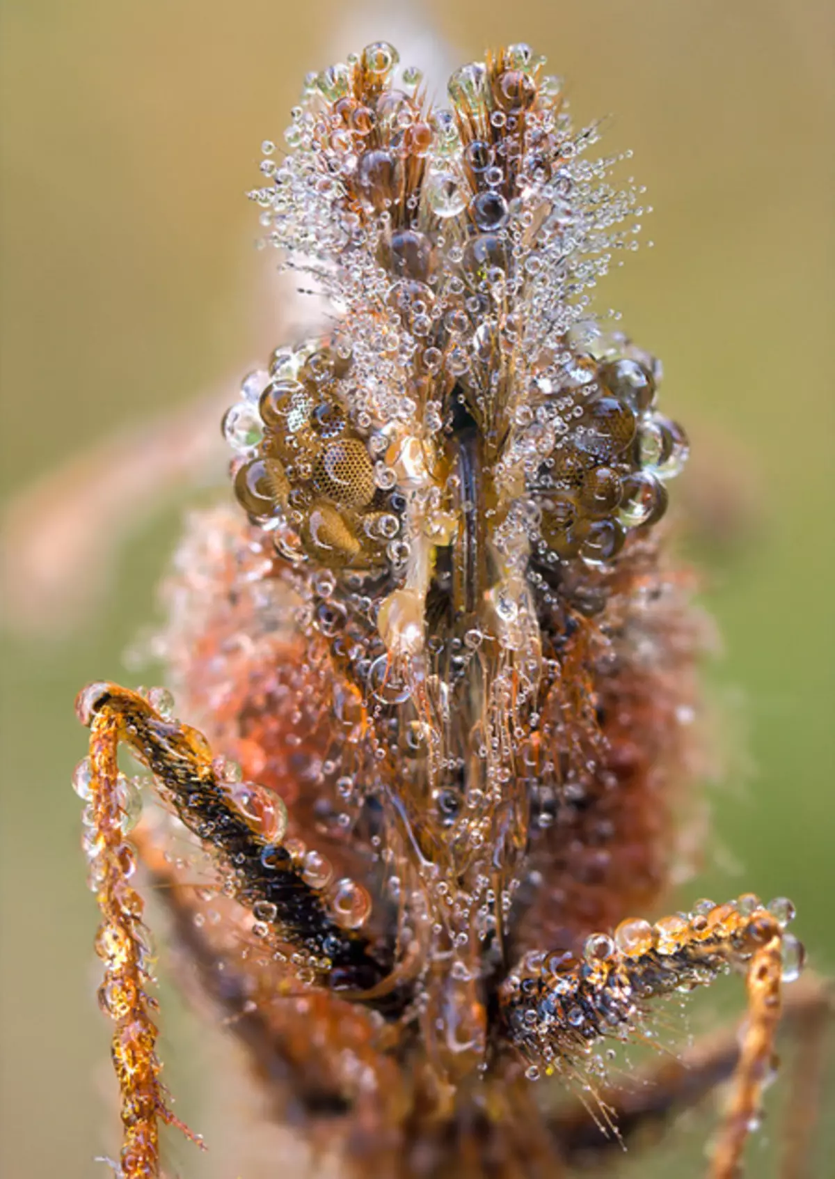 Photographie d'animaux et bouclée Macro Martin Amma (Martin Amm) 10402_7