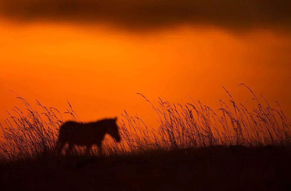 Siluetas de animais de África