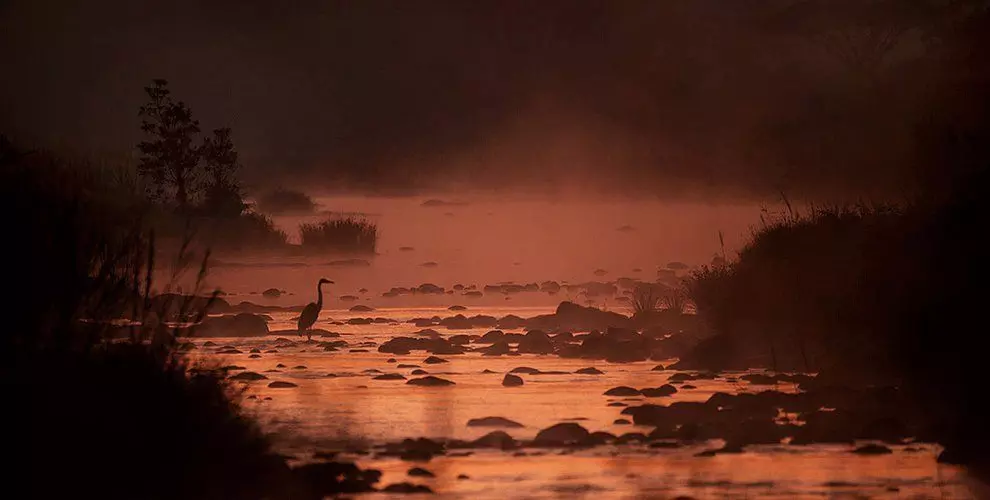 Silhouettes of animals of Africa