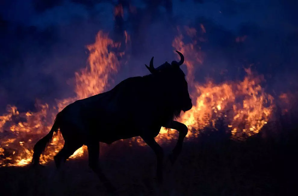 Silhouettes of animals of Africa