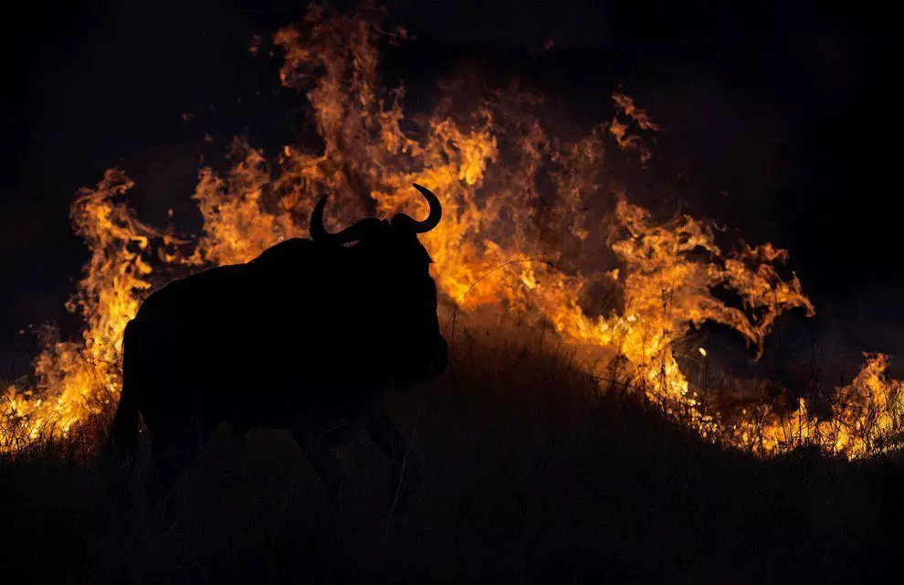 Silhouettes of animals of Africa