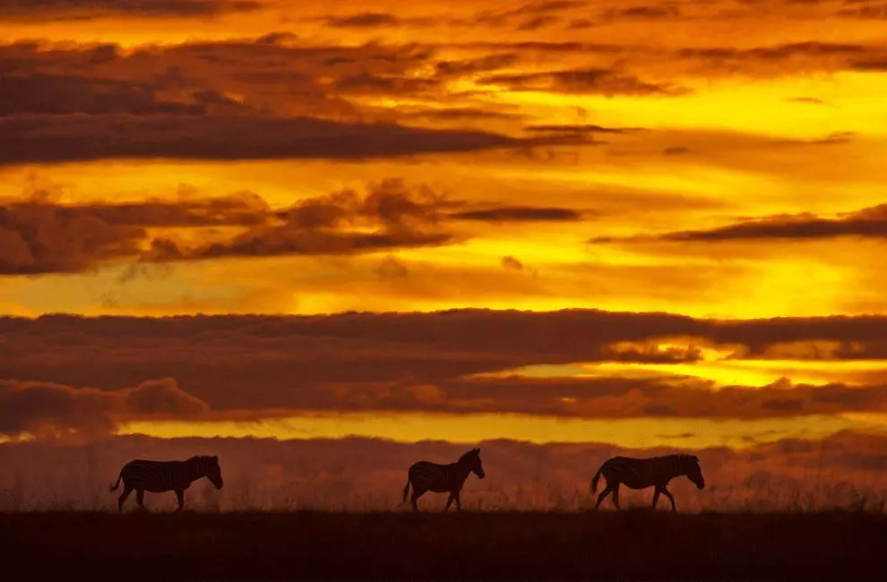 Silhouettes of animals of Africa