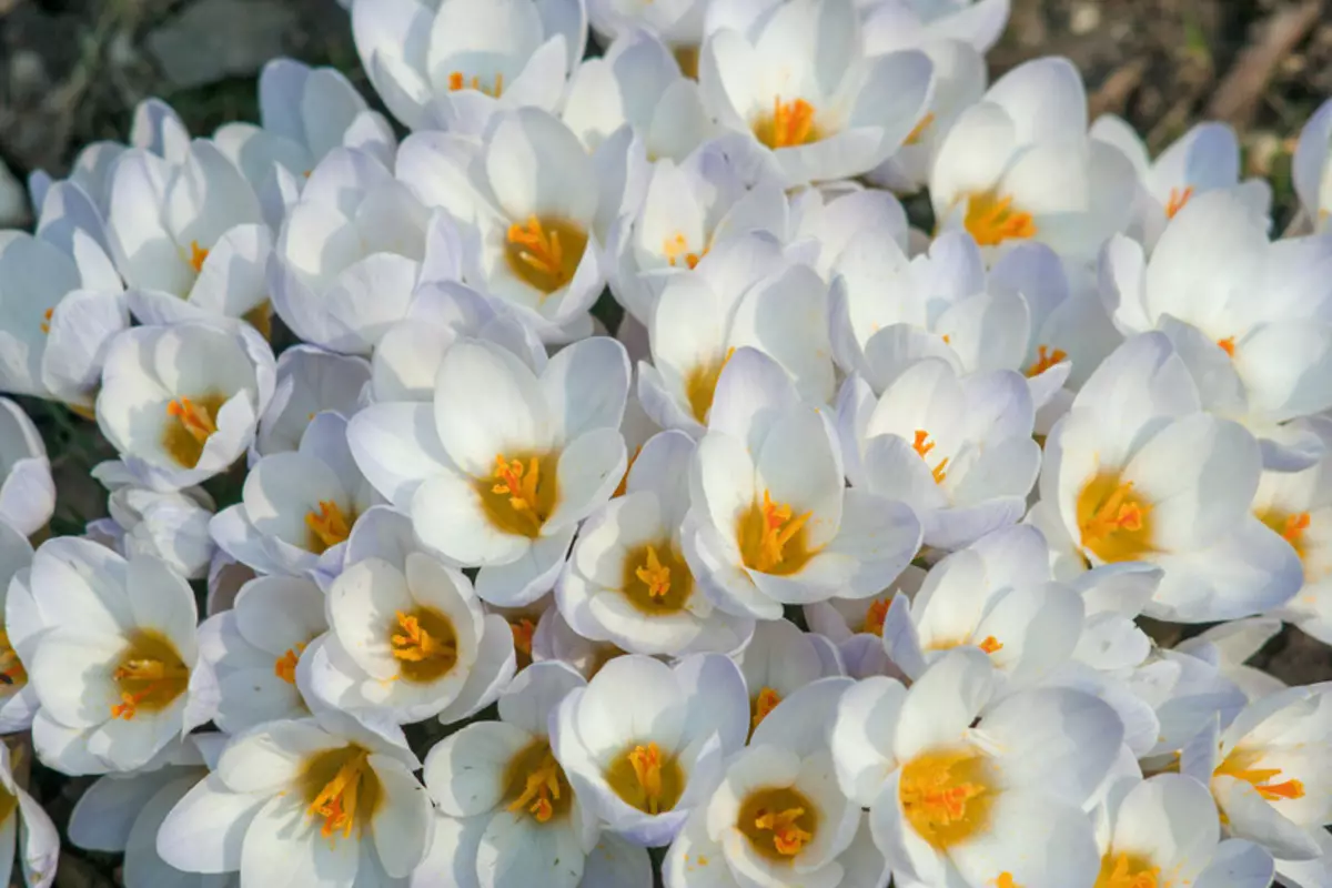 Les primroses sont déjà remplies d'arômes d'air merveilleux;) fleurissant la Russie;) 10523_6