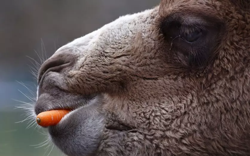 上週最好的動物照片 10525_5