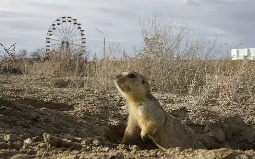 上週最好的動物照片 10525_7